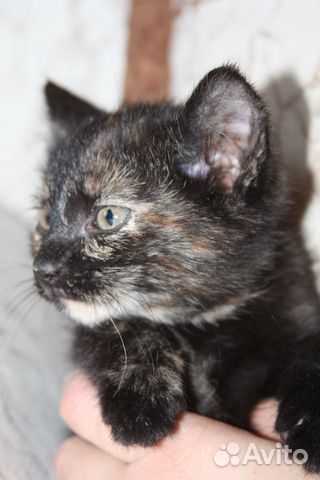 Котенок 2мес