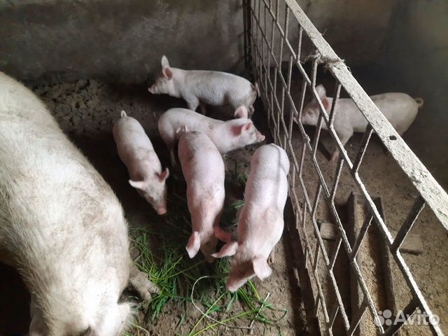 Поросята