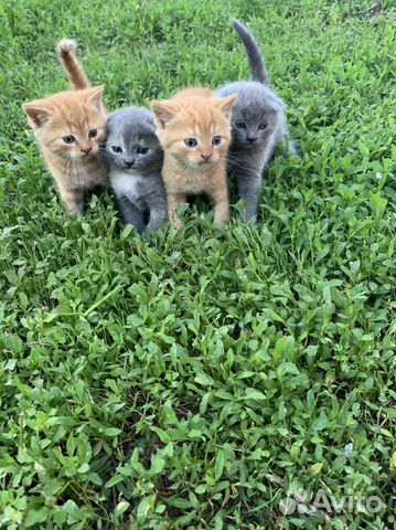 Вислоухие котята