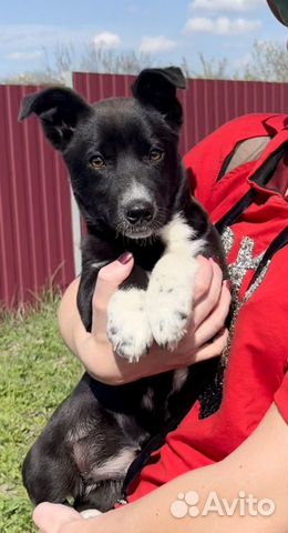 Щенок Лола ищет свою семью