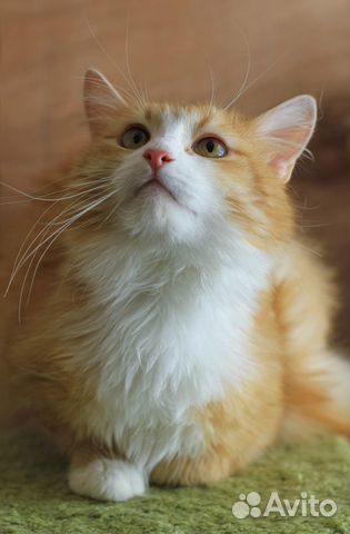 Впустите солнышко в свой дом