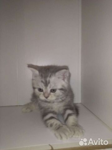 Шатланские вислоухие котята