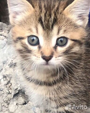 Котенок в добрые руки