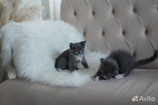 Котята в добрые руки (мальчики)