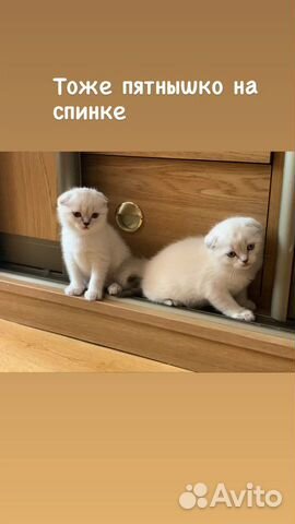 Шотландский котенок-медвежонок
