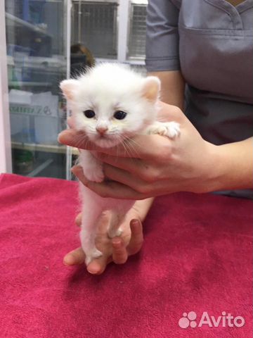Котёнок девочка бесплатно