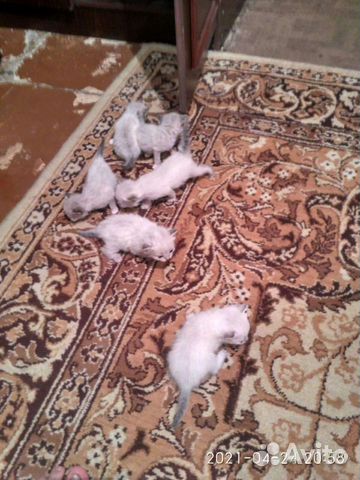 Продам котят