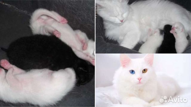 Маленькие котята