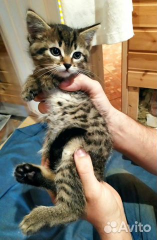 Крошка котенок Тигруша 1,5 месяца в дар