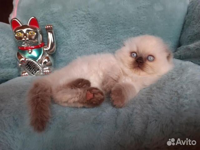 Драгоценная девочка и мальчик