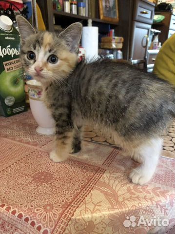 Котенок Бася ждет своих родителей