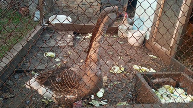 Гусак холмогор