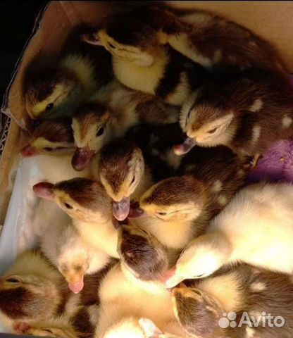 Индоутята (мускусные утята)