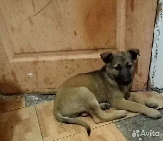 Щенки кавказской овчарки