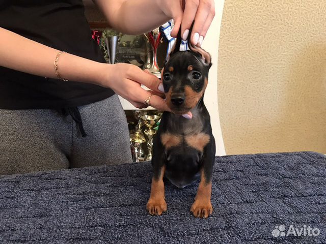 Щенки цвергпинчера