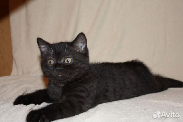 Кошки котята британские