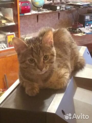 Кошка