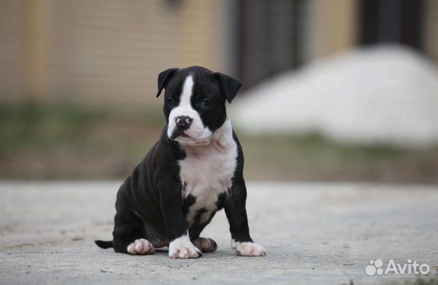 Девочка амстаффа 2 мес