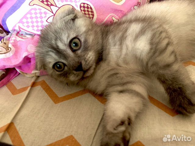 Британский котенок