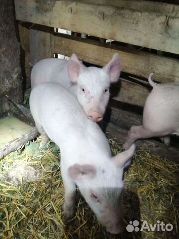 Поросенок белая украинская +дюрок