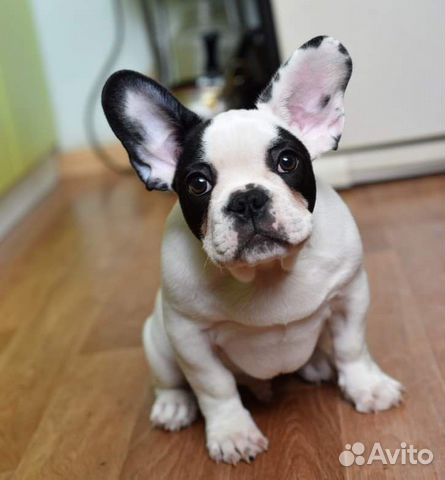 Французский бульдог щенок