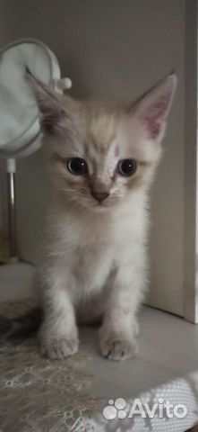 Котенок (мальчик) 1,6 месяца