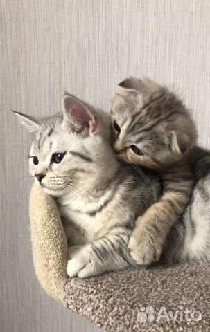 Котенок шотландской кошки