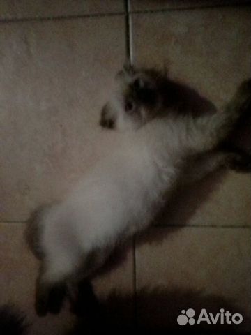 Вислоухий колор-пойнт