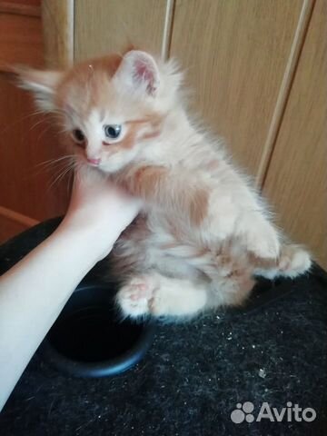 Отдам добрые руки, рыжее чудо, мальчик красавчик