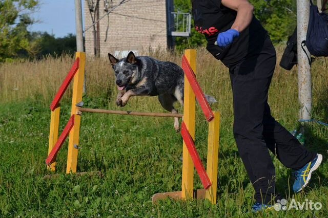 Австралийская пастушья собака, австралийский хилер