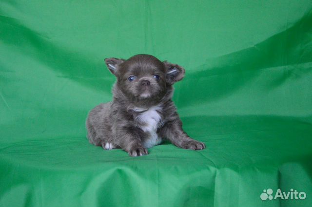 Красивые малыши чихуа-хуа