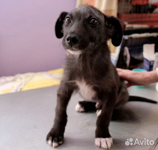 Щенок Клаус в добрые руки