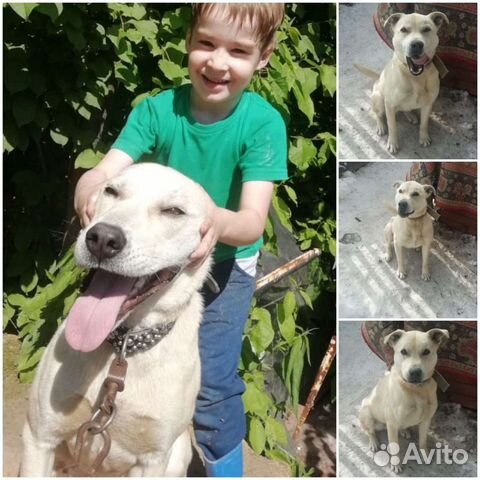 Отдам молодого пса