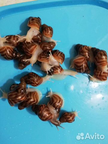 Улитки ахатины