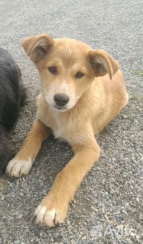 Щенок в добрые руки