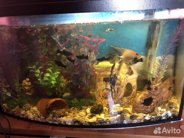 Аквариум с рыбками