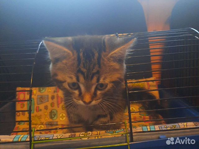 Котёнок мальчик.1 мес