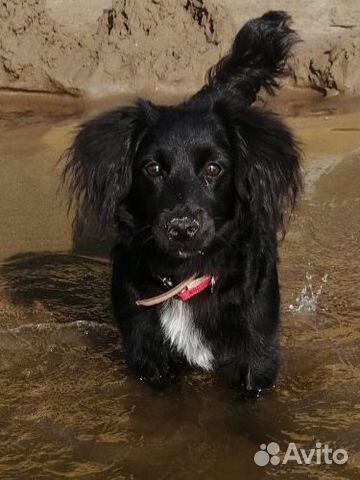 Собака