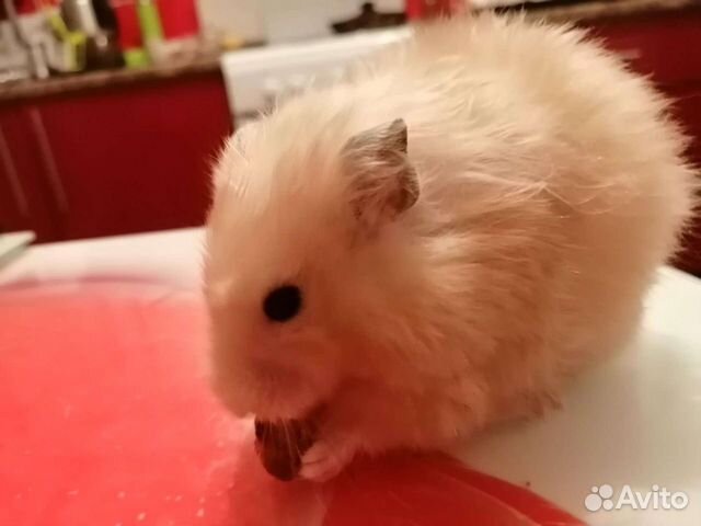 Хомячиха
