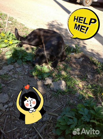 Собака -девочка-красавица-умница