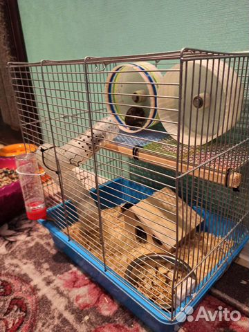 Джунгарский хомяки с клеткой