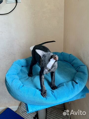 Котята корниш-рекс