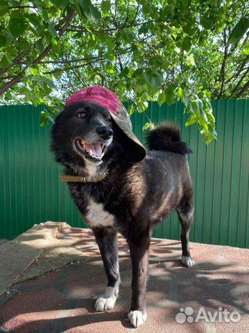 Собака в добрые руки