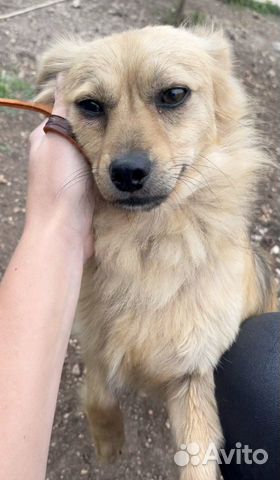 Маленький пес Чижик ищет свою семью