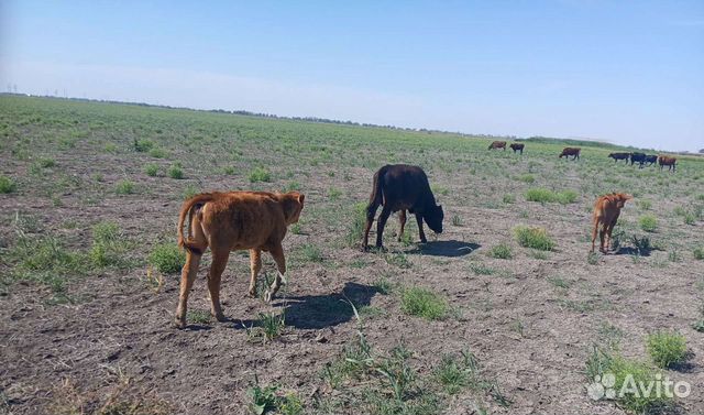 Коровы и телята