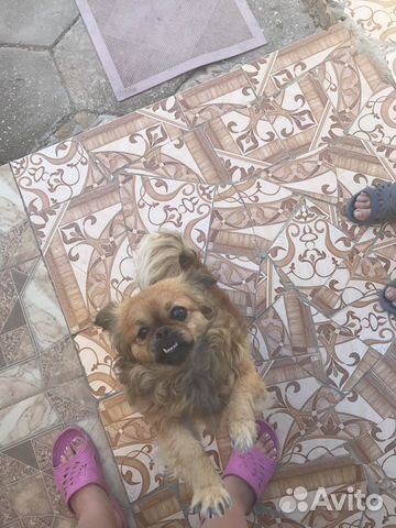 Отдам пекинеса