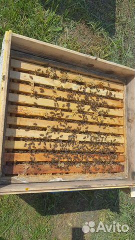 Пчелопакеты из Нсо, Бакфаст, Карника