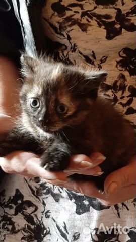 Котенок (девочка) 1,5 мес