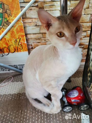 Отдам кота в добрые руки