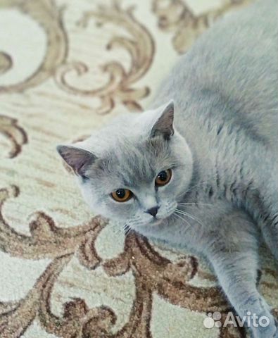 Шотландская прямоухая кошка